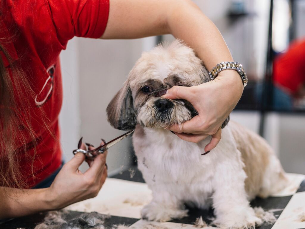 How To Prepare Your Dog for a Trip to the Groomer - Shaggy To Chic